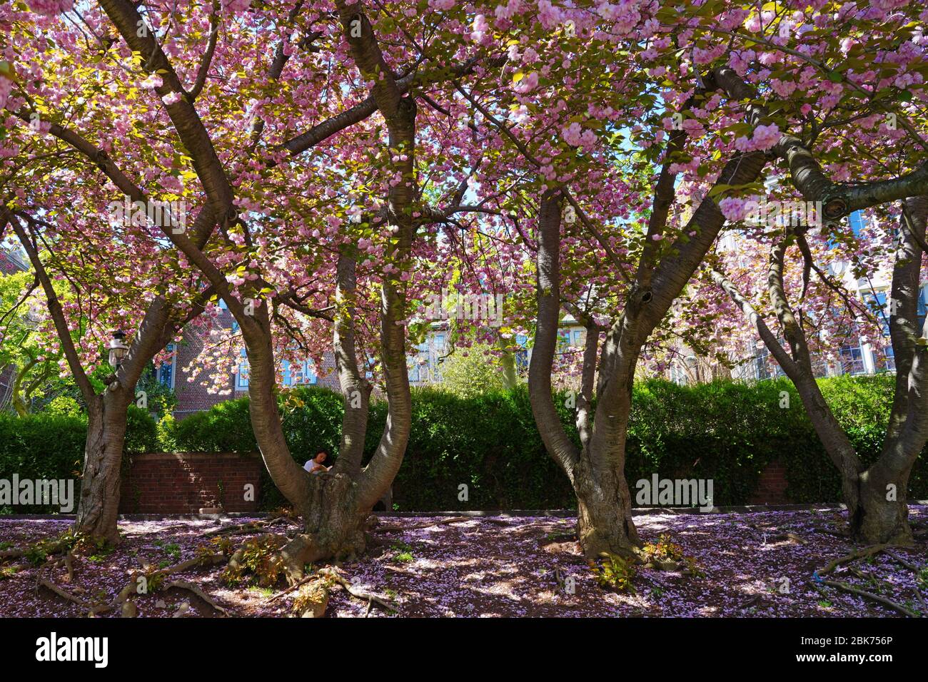 Pink cherry blossom trees hi-res stock photography and images - Alamy