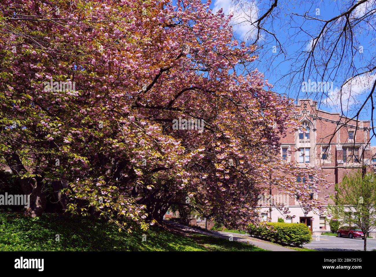 PRINCETON, NJ -28 APR 2020- View of pink cherry blossom trees on the ...
