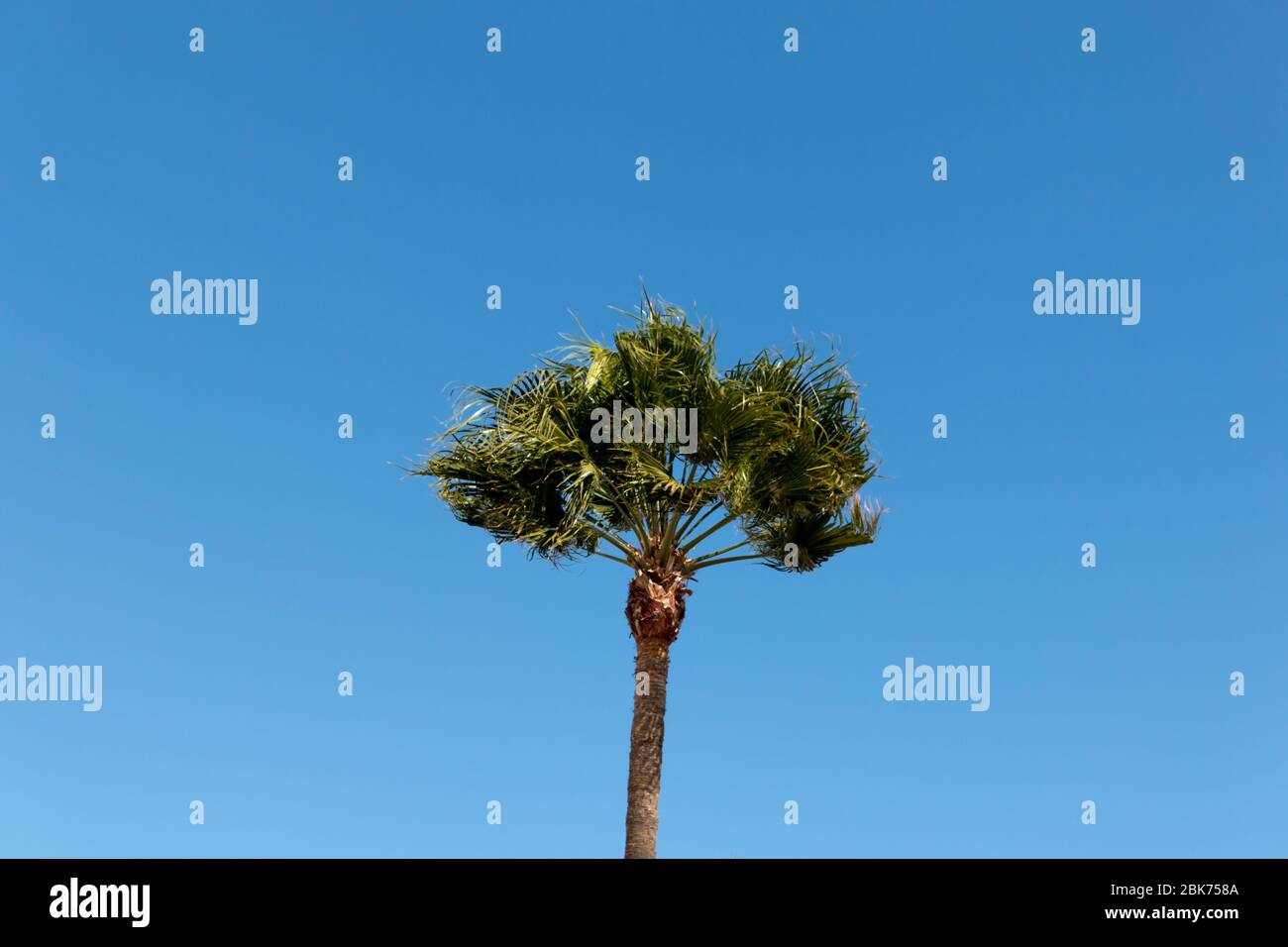 Washingtonia robusta, a palm tree native to western Sonora and Baja ...