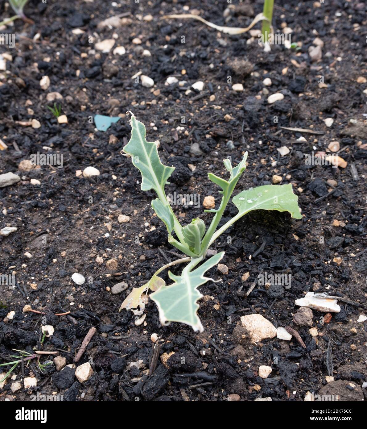 Pigeon damage hi-res stock photography and images - Alamy