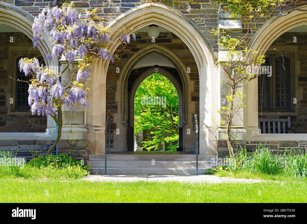 PRINCETON, NJ -28 APR 2020- View of purple flowers of wisteria vine at ...