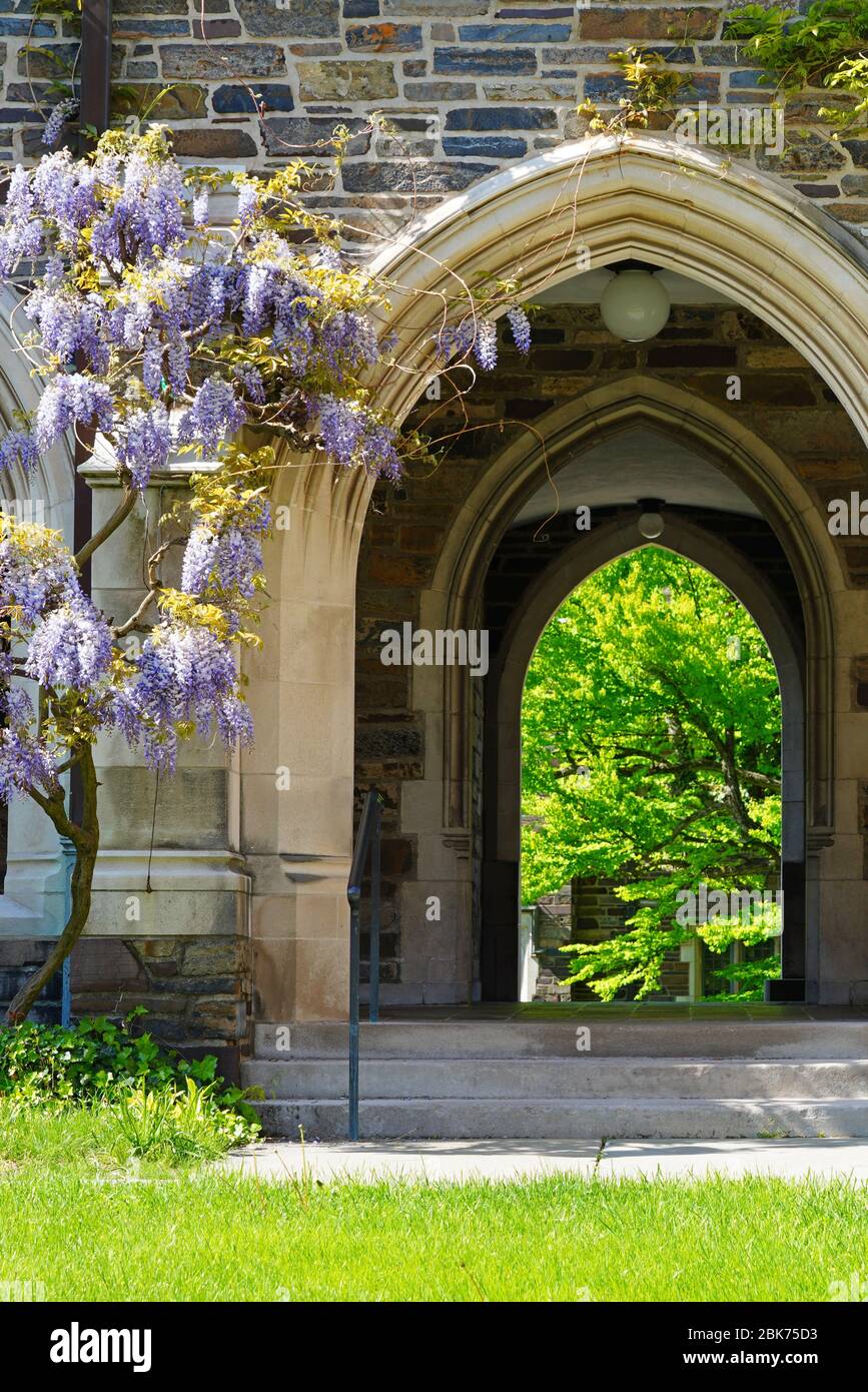 PRINCETON, NJ -28 APR 2020- View of purple flowers of wisteria vine at ...