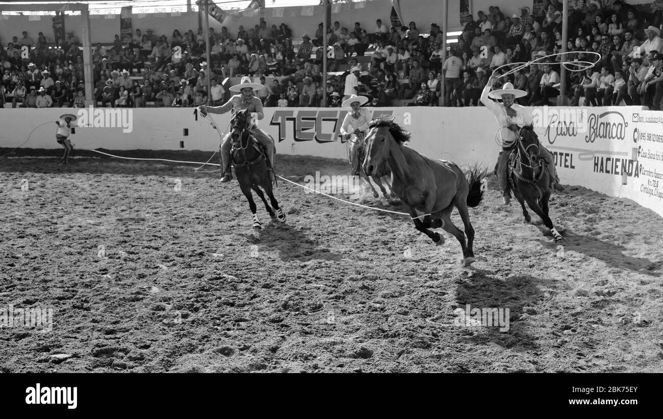 Mexican cowboy trying to catch and knock down with a lasso, a galloping ...