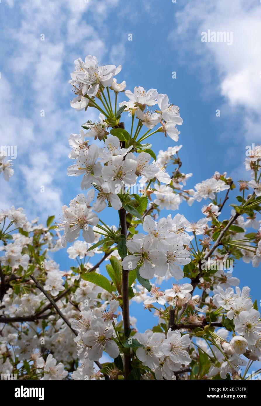 Morello cherry tree uk hi-res stock photography and images - Alamy