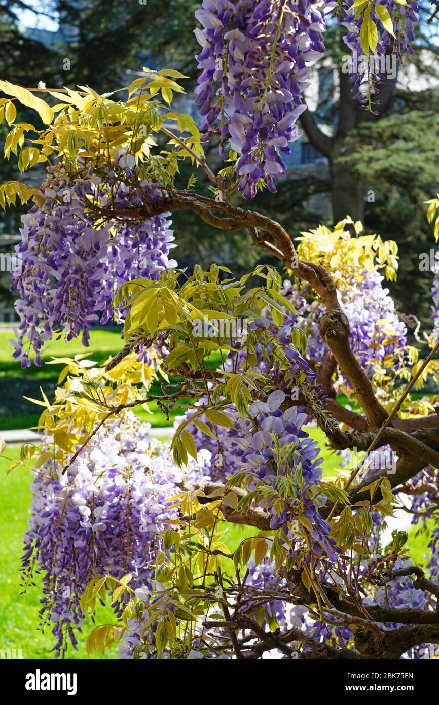 PRINCETON, NJ -28 APR 2020- View of purple flowers of wisteria vine at ...