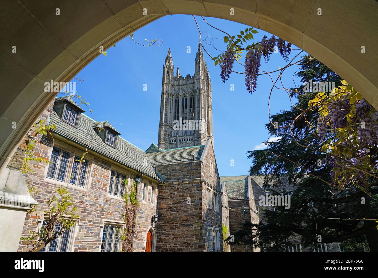 PRINCETON, NJ -28 APR 2020- View of purple flowers of wisteria vine at ...