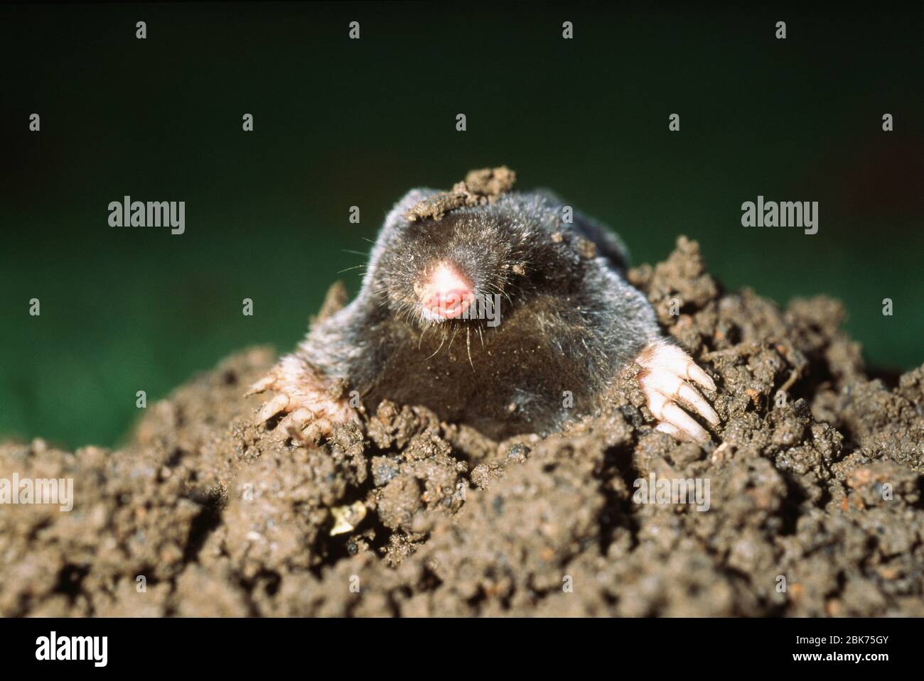 Mole emerging from mole hill UK Stock Photo - Alamy