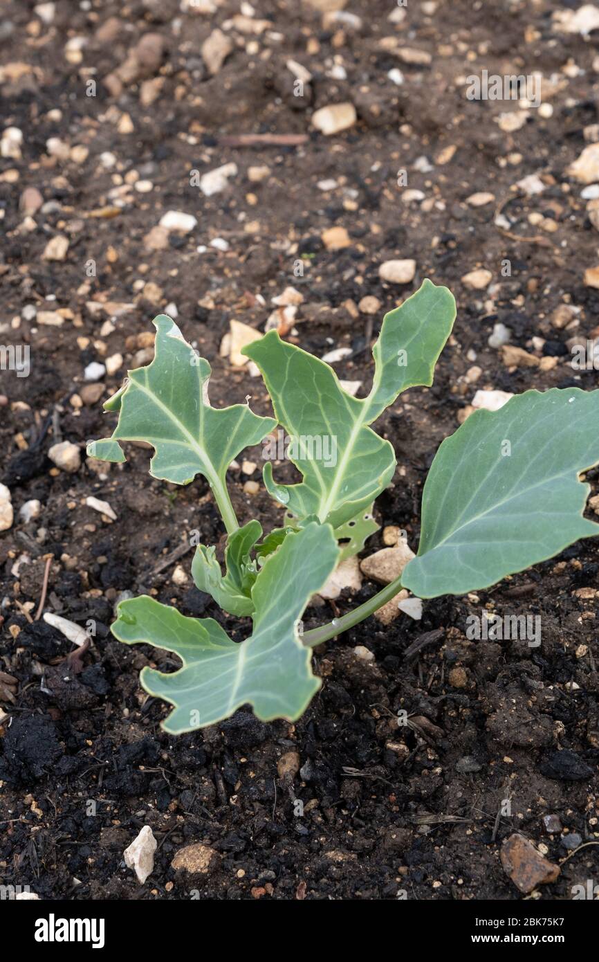 Pigeon damage hi-res stock photography and images - Alamy