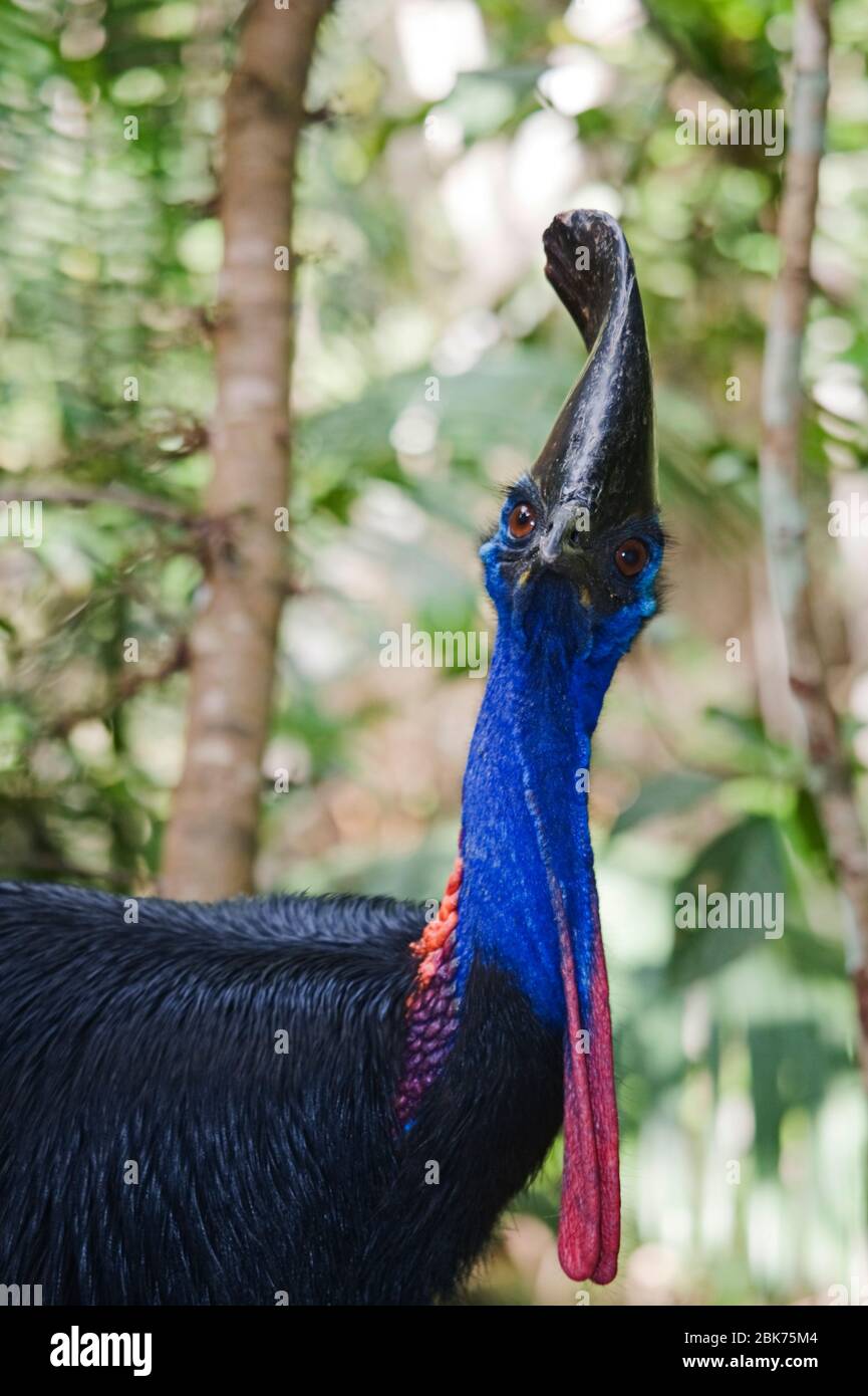 Southern Cassowary Casaurius casaurius Cassowary House Queensland ...