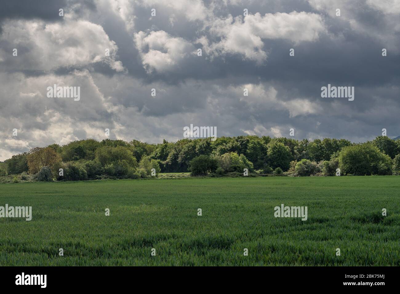 Rye field landscape germany hi-res stock photography and images - Alamy