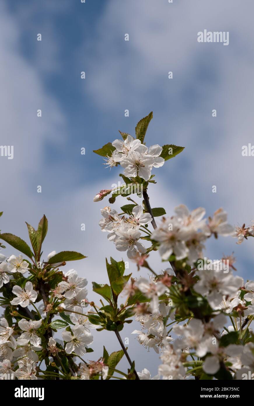 Morello cherry tree uk hi-res stock photography and images - Alamy