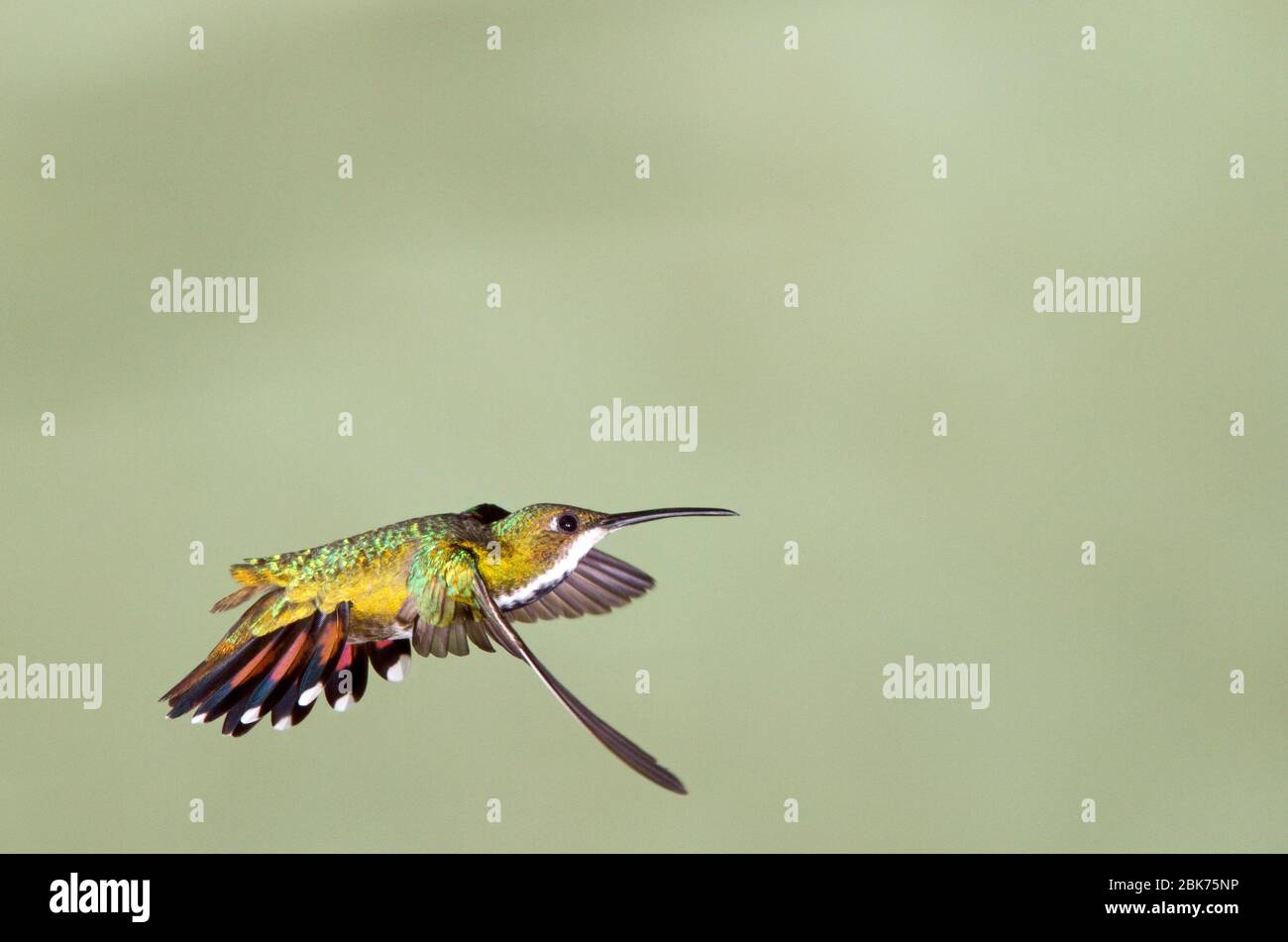 Green-breasted Mango Hummingbird female Anthracocorax prevostii Costa ...