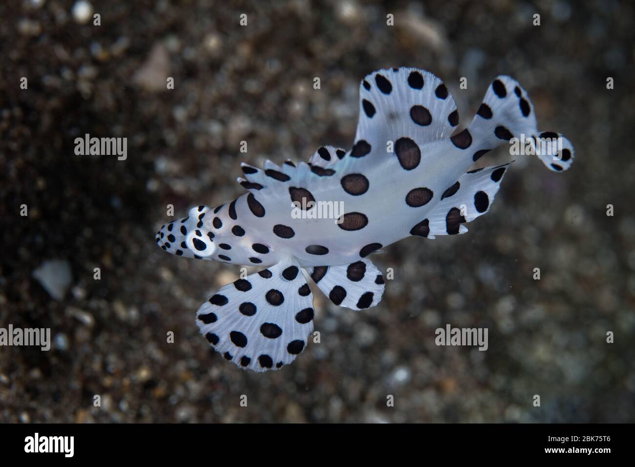 Barramundi cod cromileptes altivelis hi-res stock photography and ...
