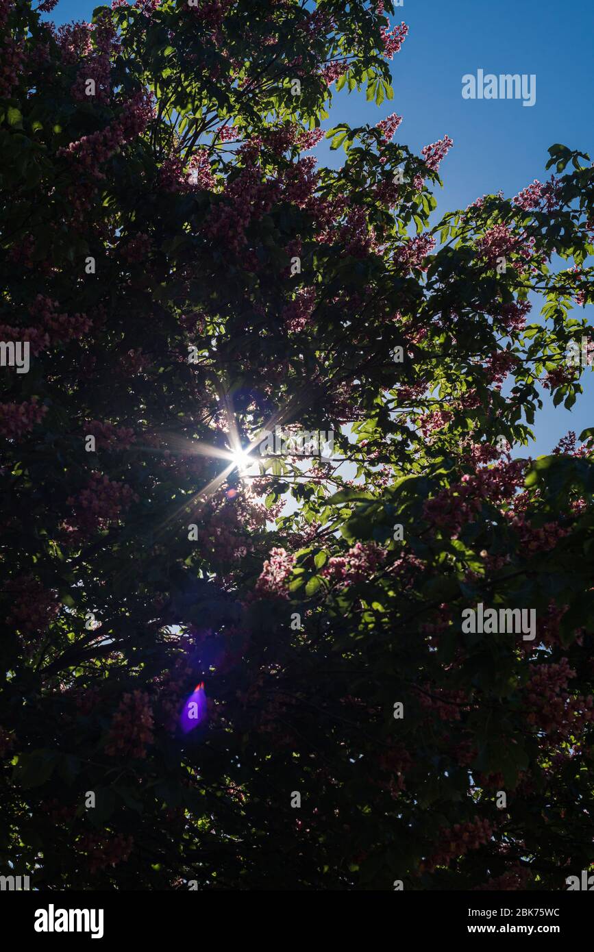 The sun shines through a blooming tree Stock Photo - Alamy
