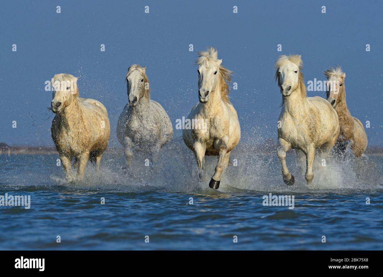 Camargue Horses running through marsh Camargue Provence France Stock ...