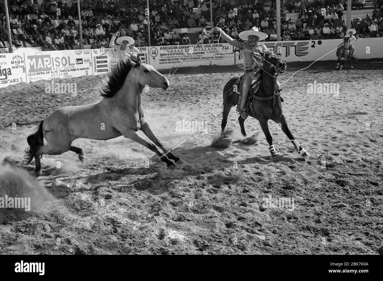 Mexican cowboy trying to catch and knock down with a lasso, a galloping ...