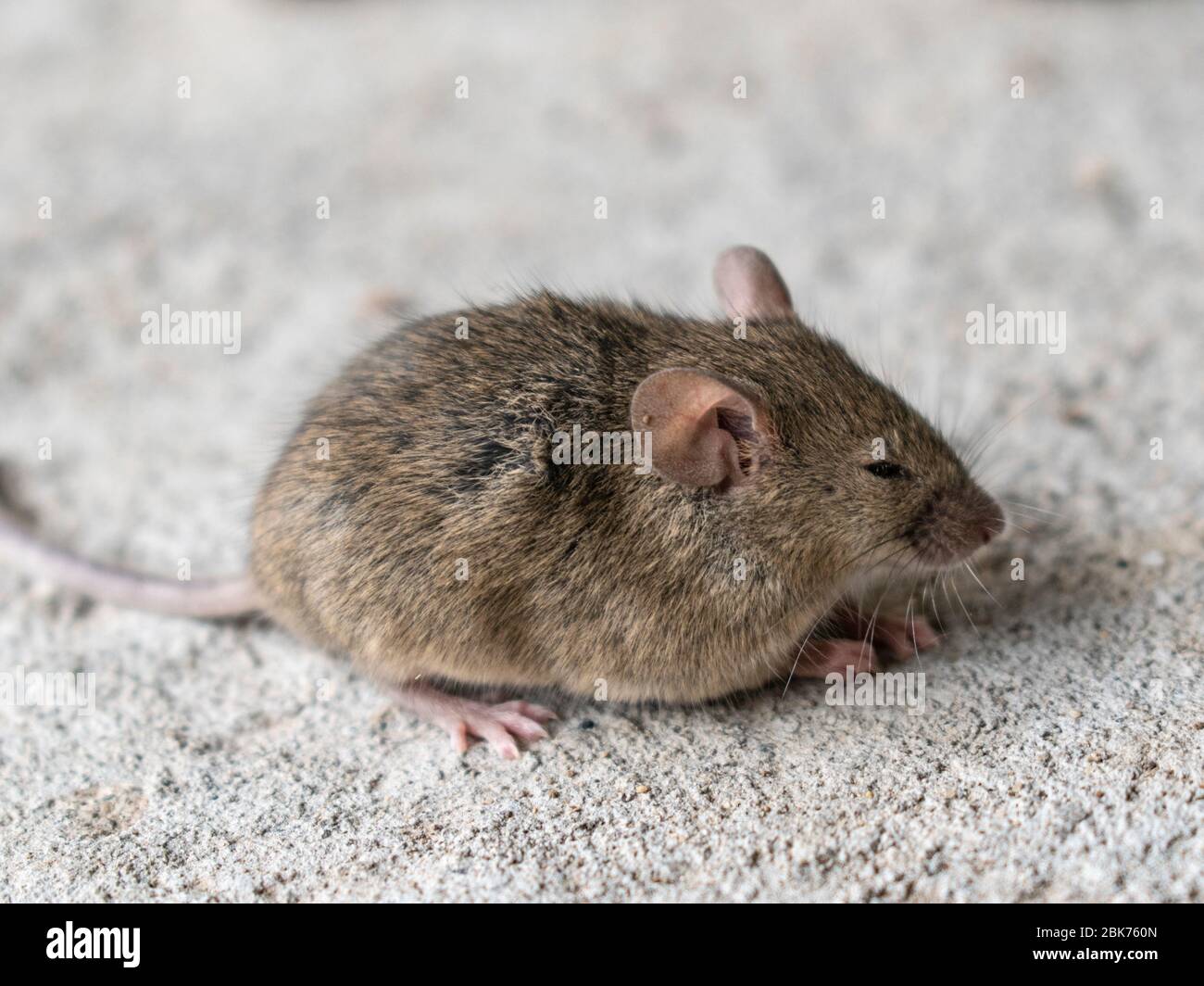 Microtus arvalis, common vole Stock Photo - Alamy