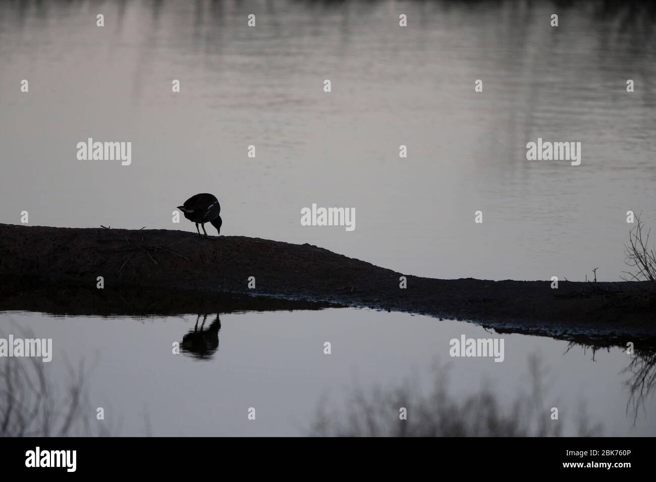 Moorhen silhouette hi-res stock photography and images - Alamy