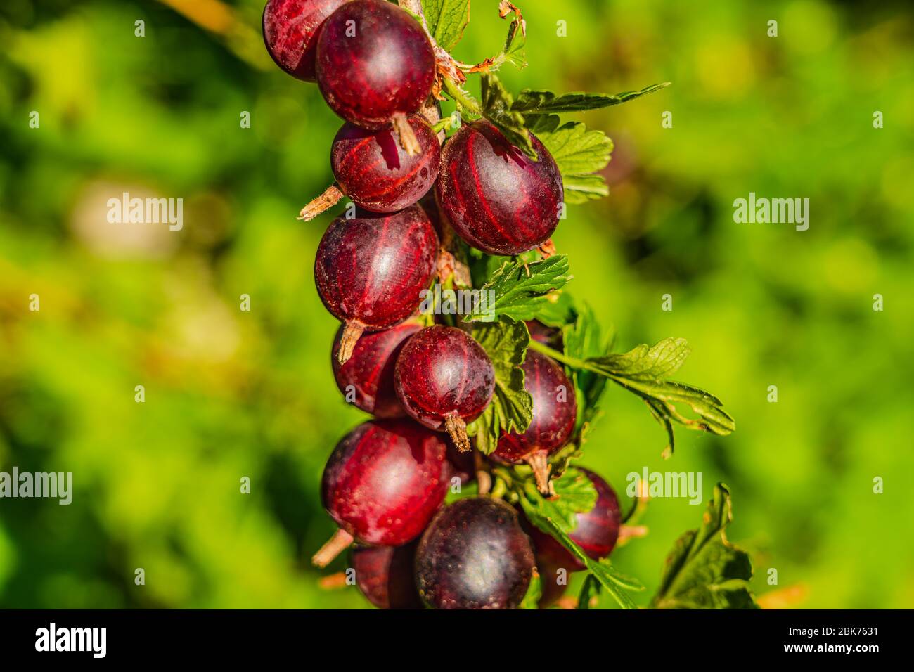 Family grossulariaceae hi-res stock photography and images - Alamy