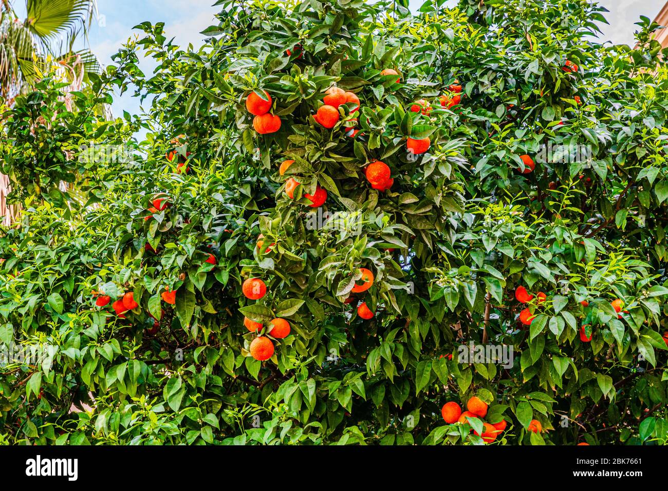 Tree of oranges. Organic farming Stock Photo - Alamy