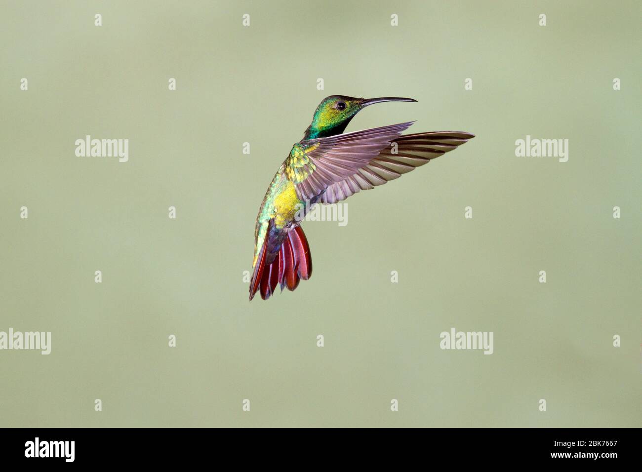 Green-breasted Mango Hummingbird Anthracocorax prevostii Costa Rica ...