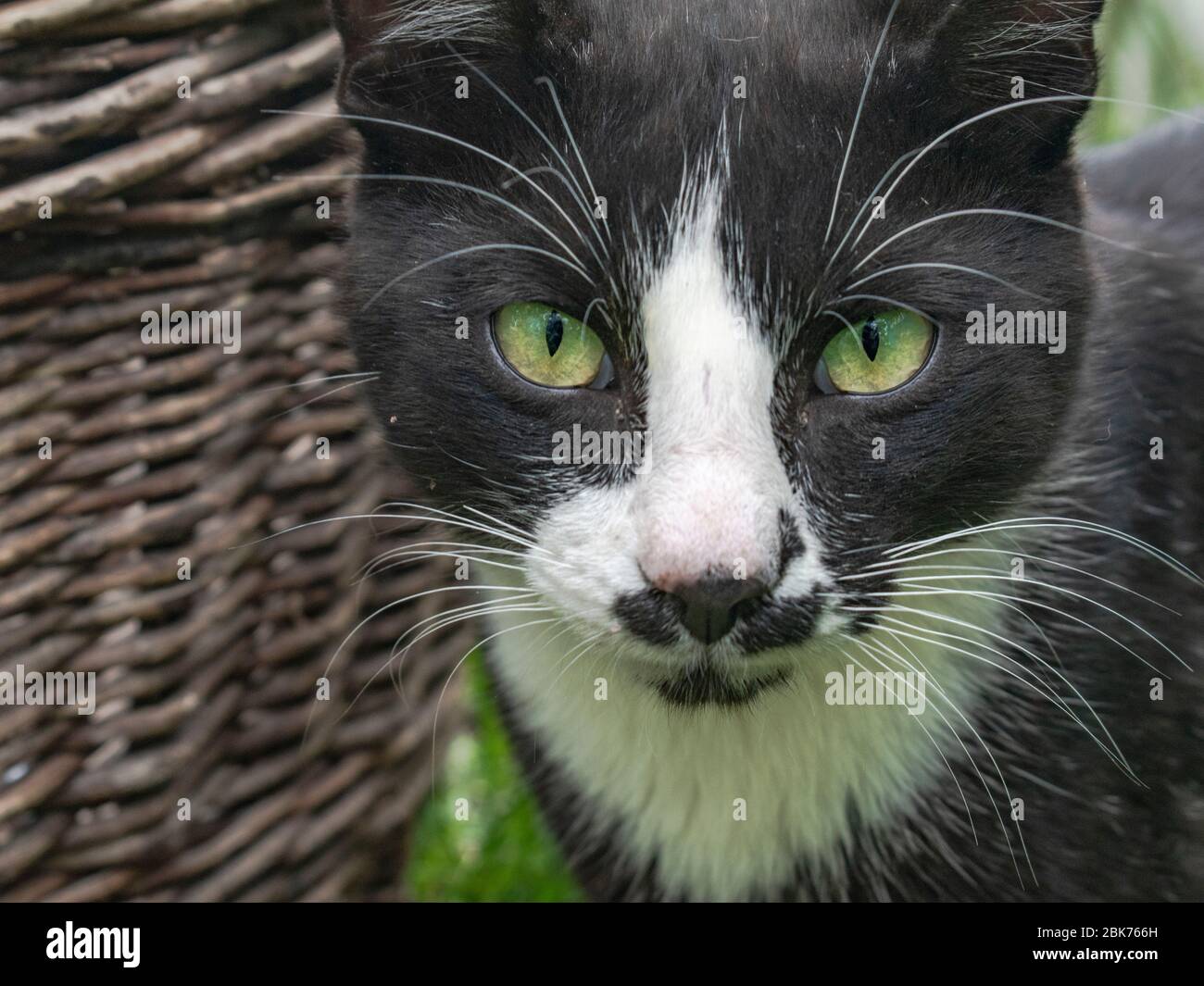 Cat face close hi-res stock photography and images - Alamy