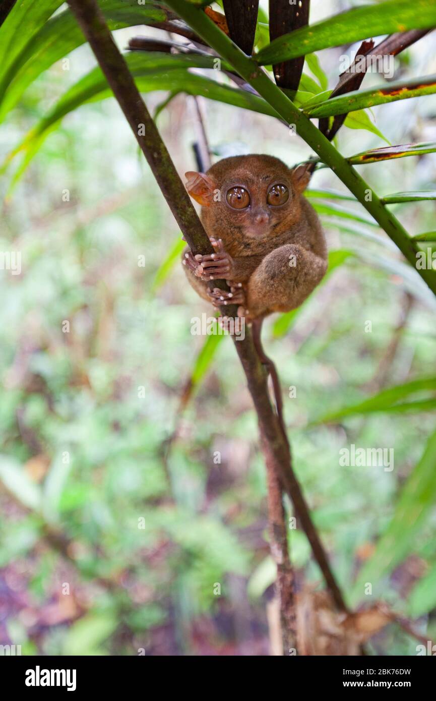Philippine Tarsier, Carlito syrichta, Bohol, Philippines Stock Photo ...