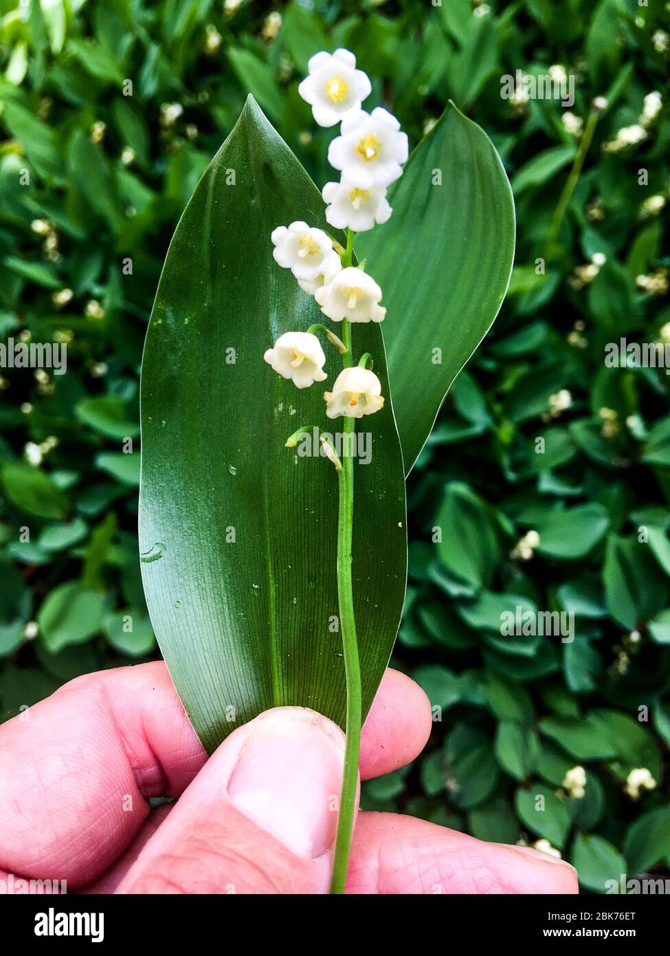May Day : a bit of lily of the valley, Lyon, France Stock Photo - Alamy