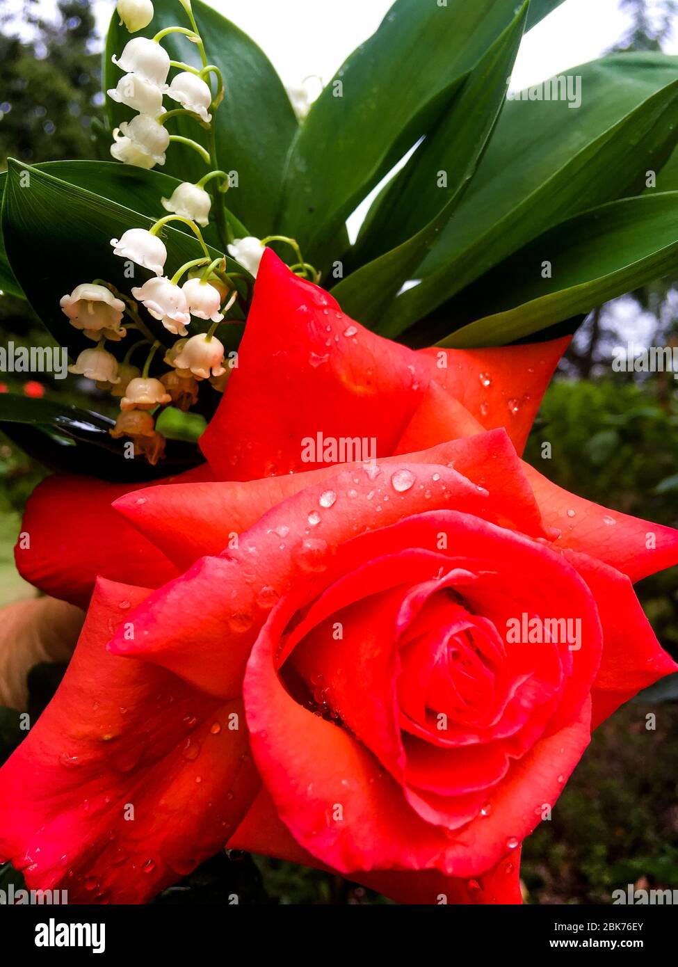 May Day : a pink rose with a few lilies of the valley, Lyon, France ...