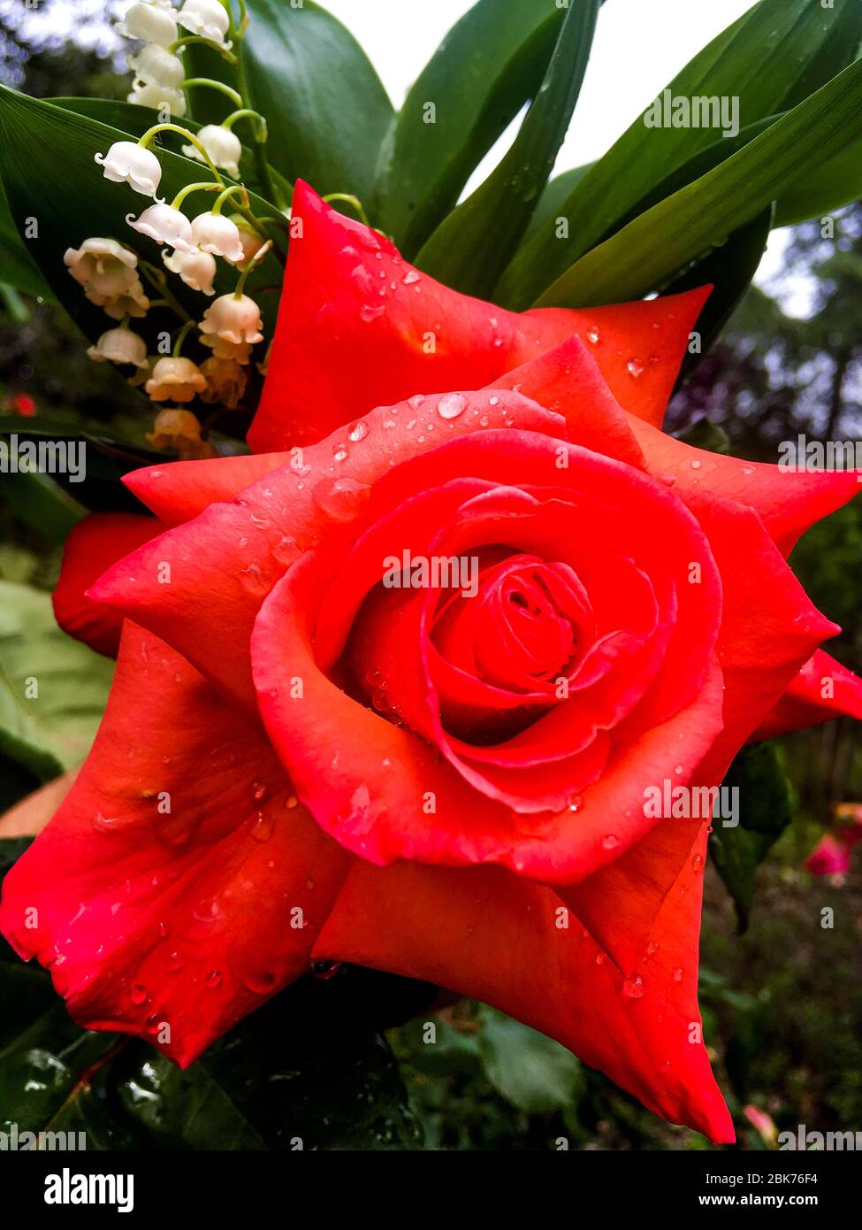May Day : a pink rose with a few lilies of the valley, Lyon, France ...