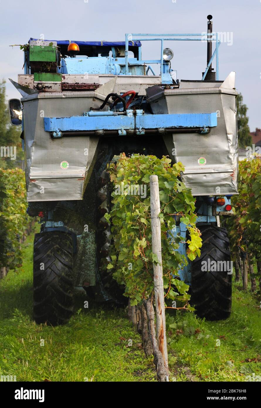 Mechanical Harvest Vineyard High Resolution Stock Photography and ...