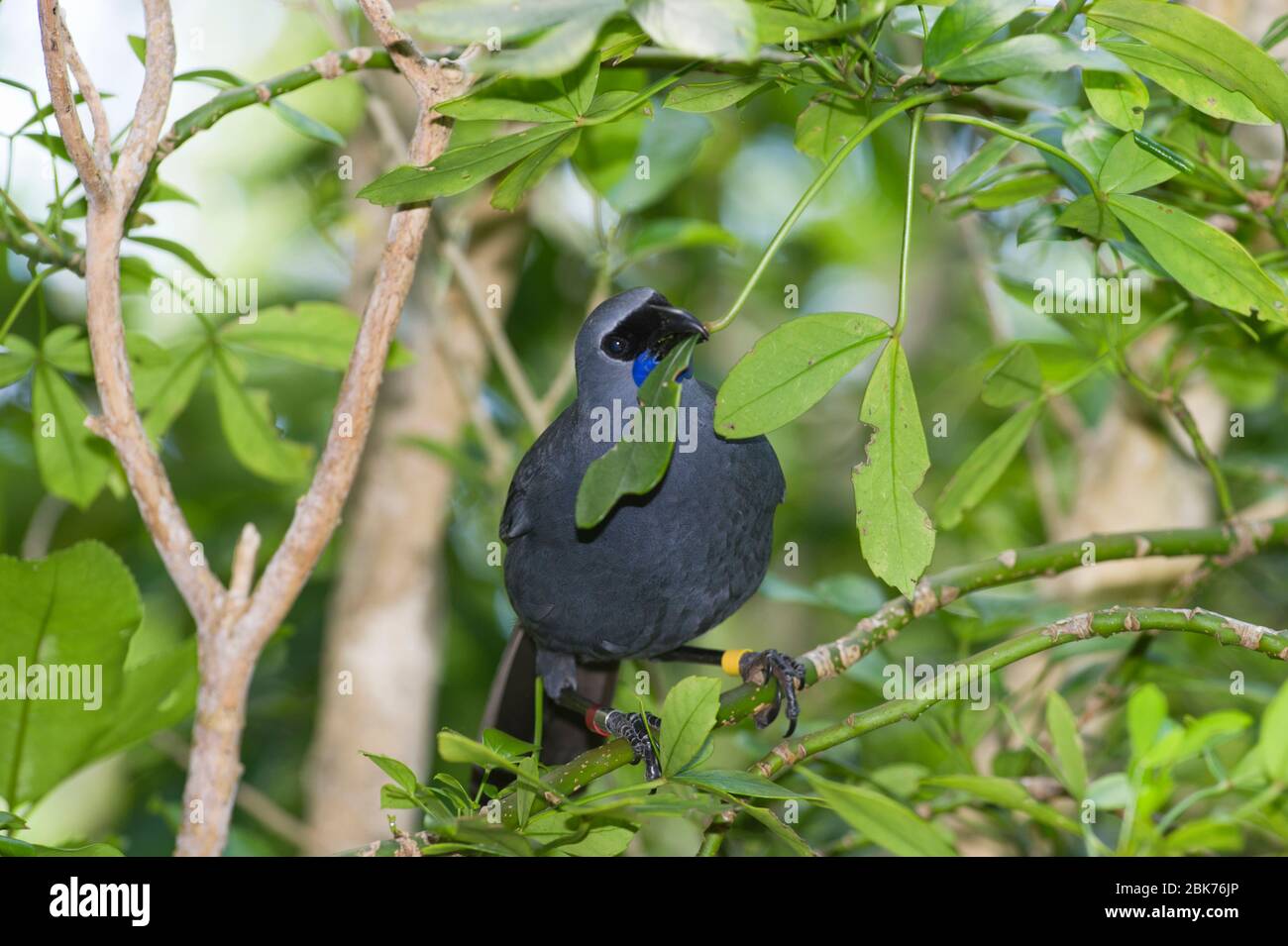 Kokako bird hi-res stock photography and images - Alamy