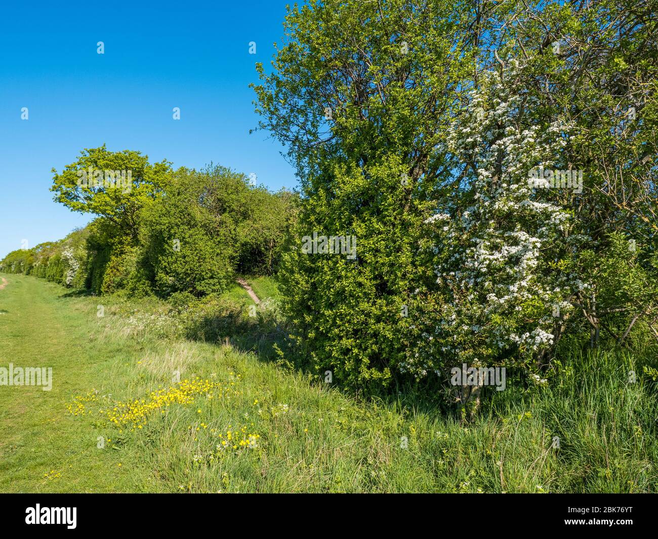 The Outside of Grims Ditch, The Ridgeway National Trail, Ipsden ...