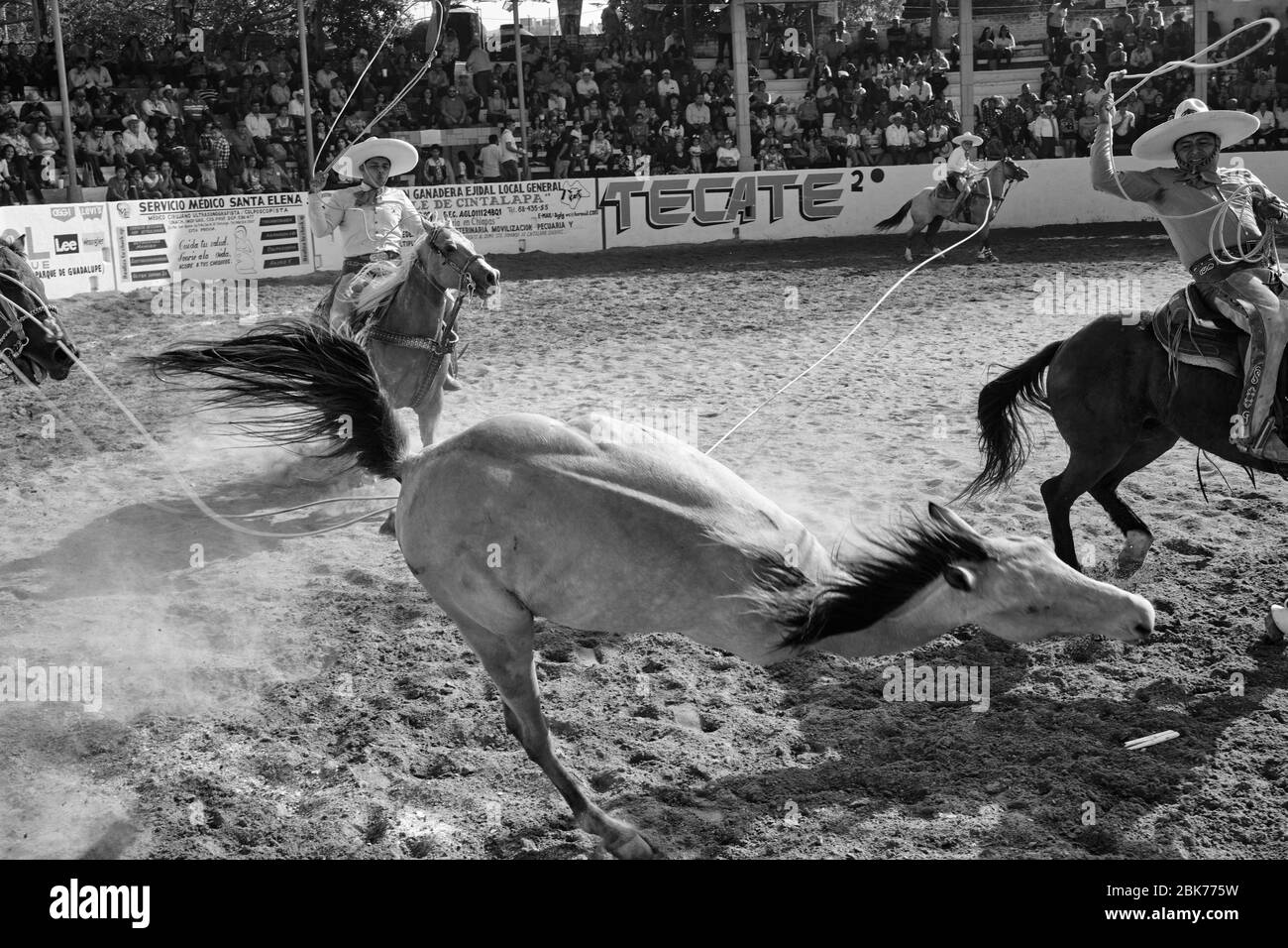 Mexican cowboy trying to catch and knock down with a lasso, a galloping ...