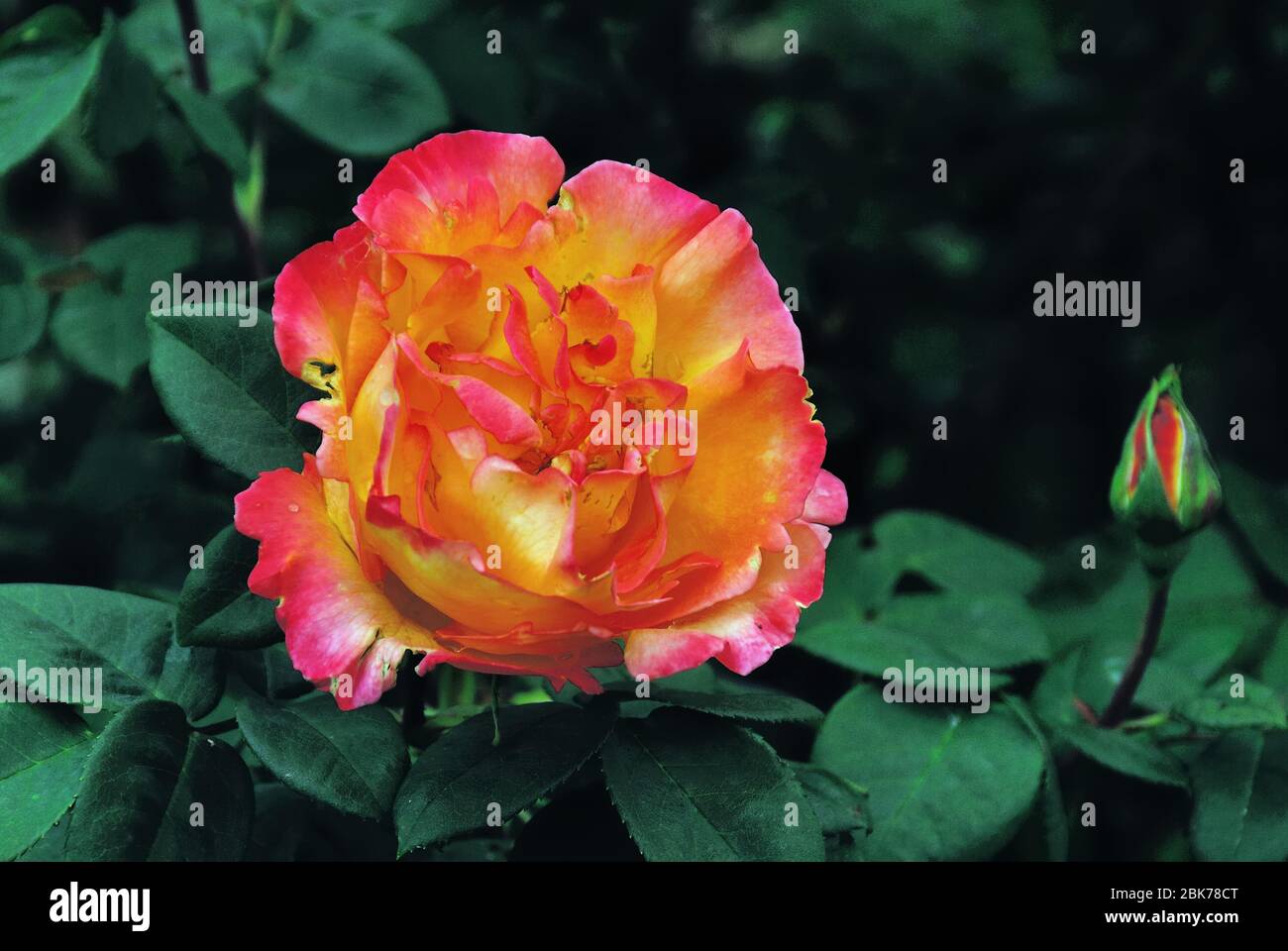 Pullman Orient Express rose is an old rose with petals red and yellow ...