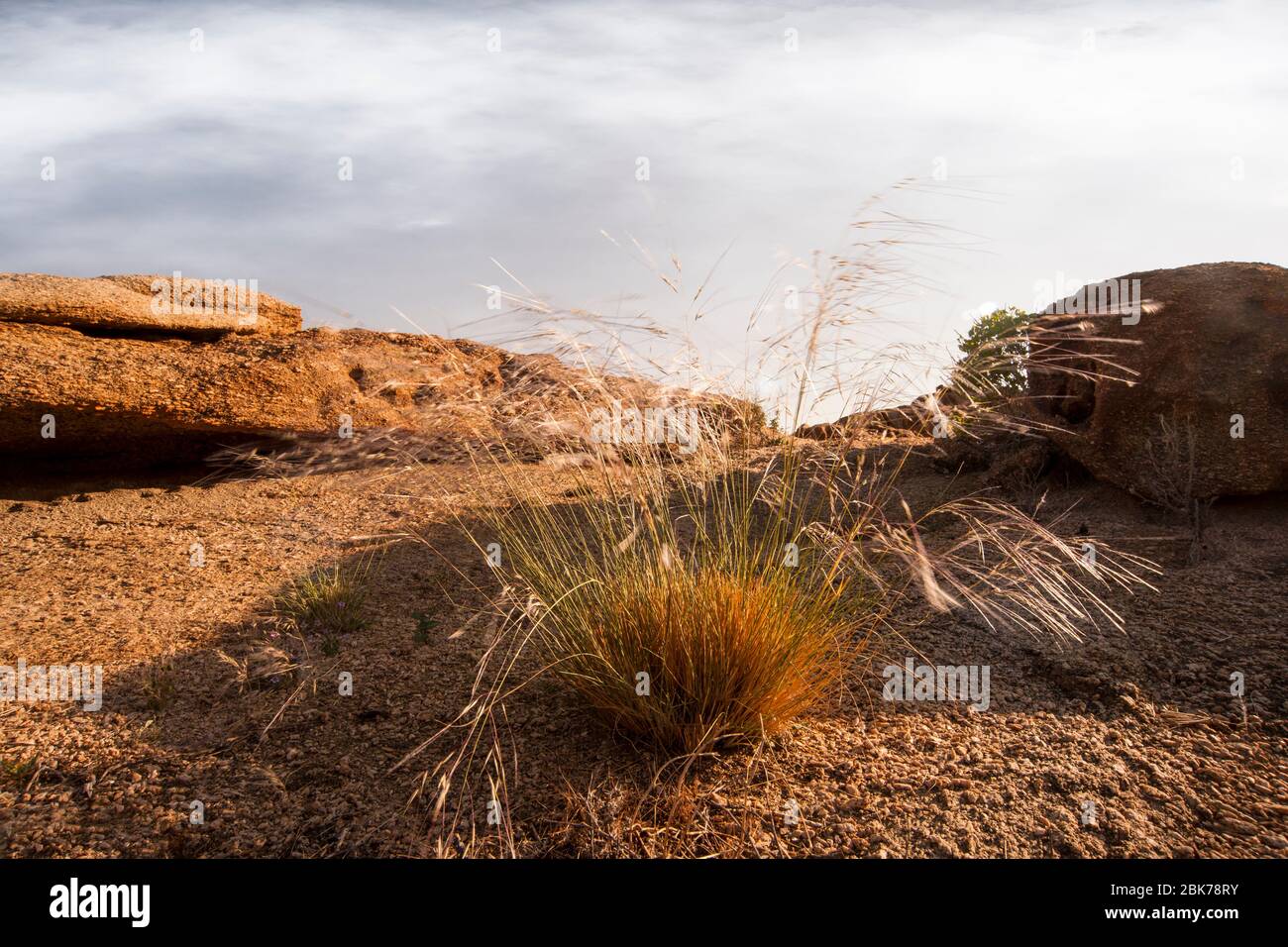beautiful structures in namib desert rocks and plants Stock Photo - Alamy