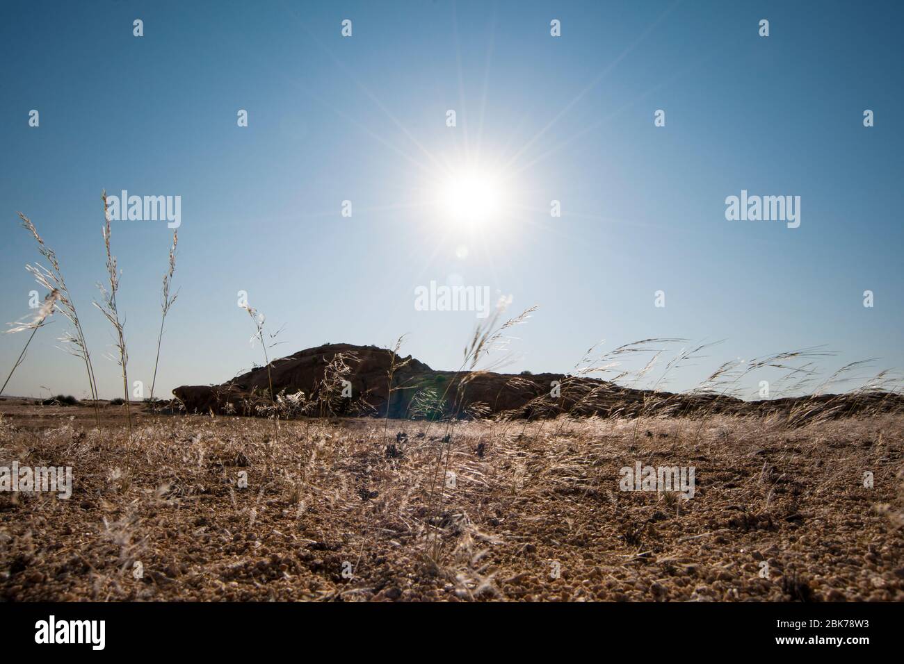 Desert plants and rocks hi-res stock photography and images - Alamy