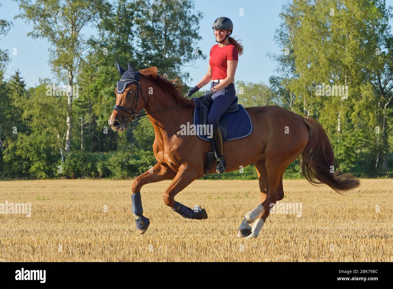 Overreach boots horse hi-res stock photography and images - Alamy