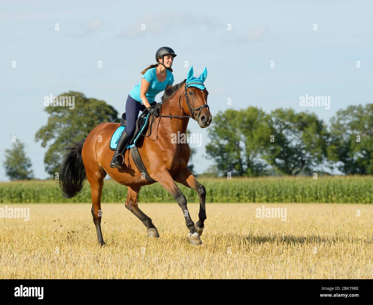 Cantering in a stubble field Stock Photo - Alamy