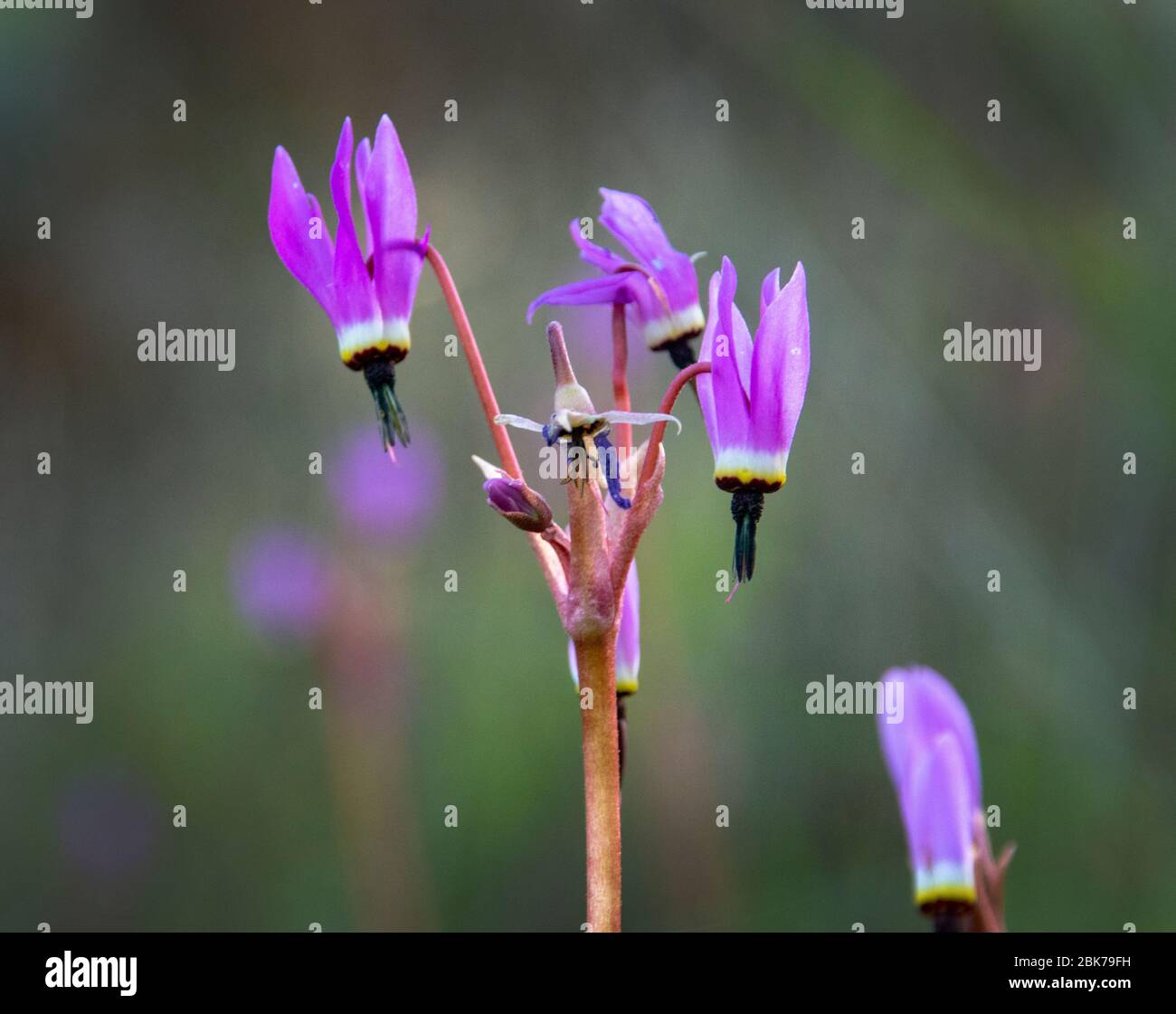 Wildflowers marin county california hi-res stock photography and images ...