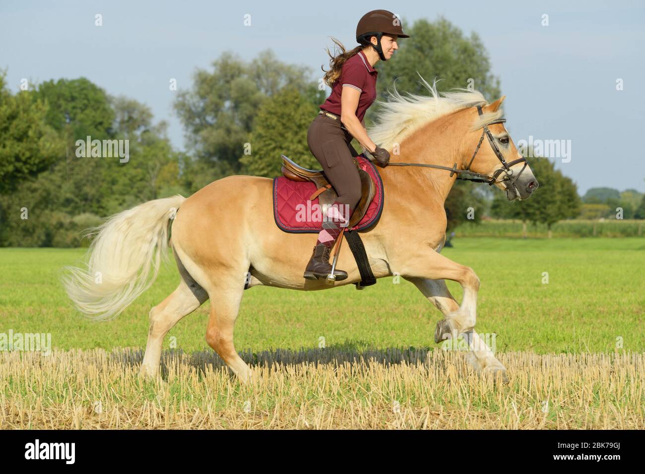 Rider on back of a Haflinger horse riding in a stubble field Stock ...
