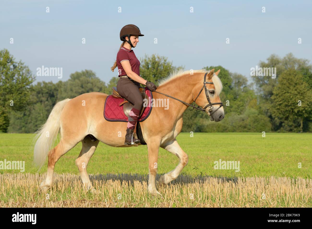 Rider on back of a Haflinger horse riding in a stubble field Stock ...