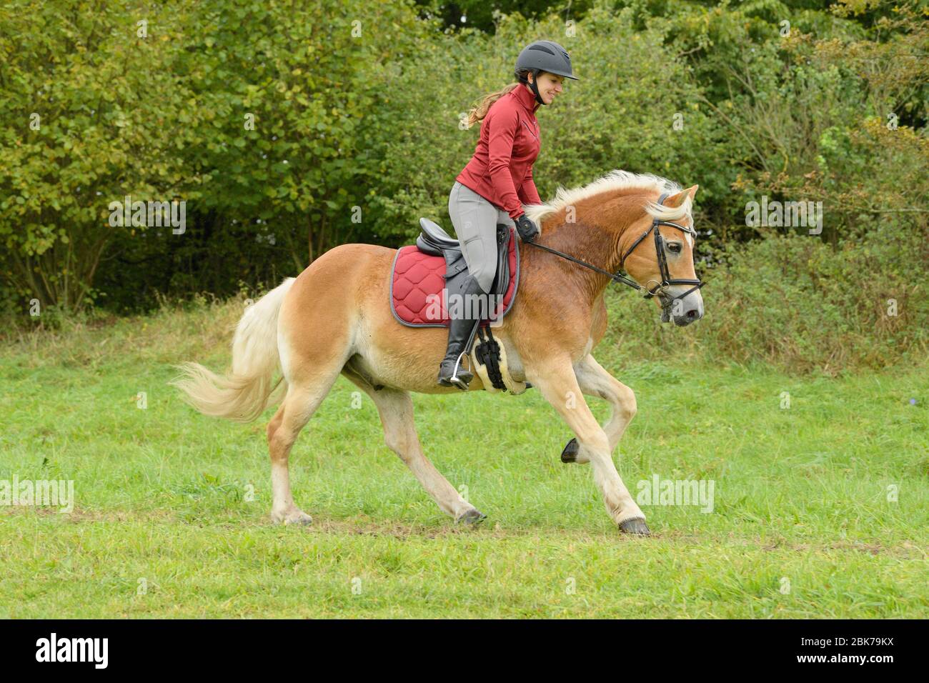Horse ponies pony gallop galloping canter cantering hi-res stock ...