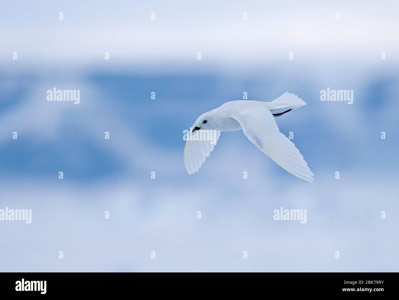 Snow Petrel Pagodroma nivea Weddell Sea Antarctica Stock Photo - Alamy