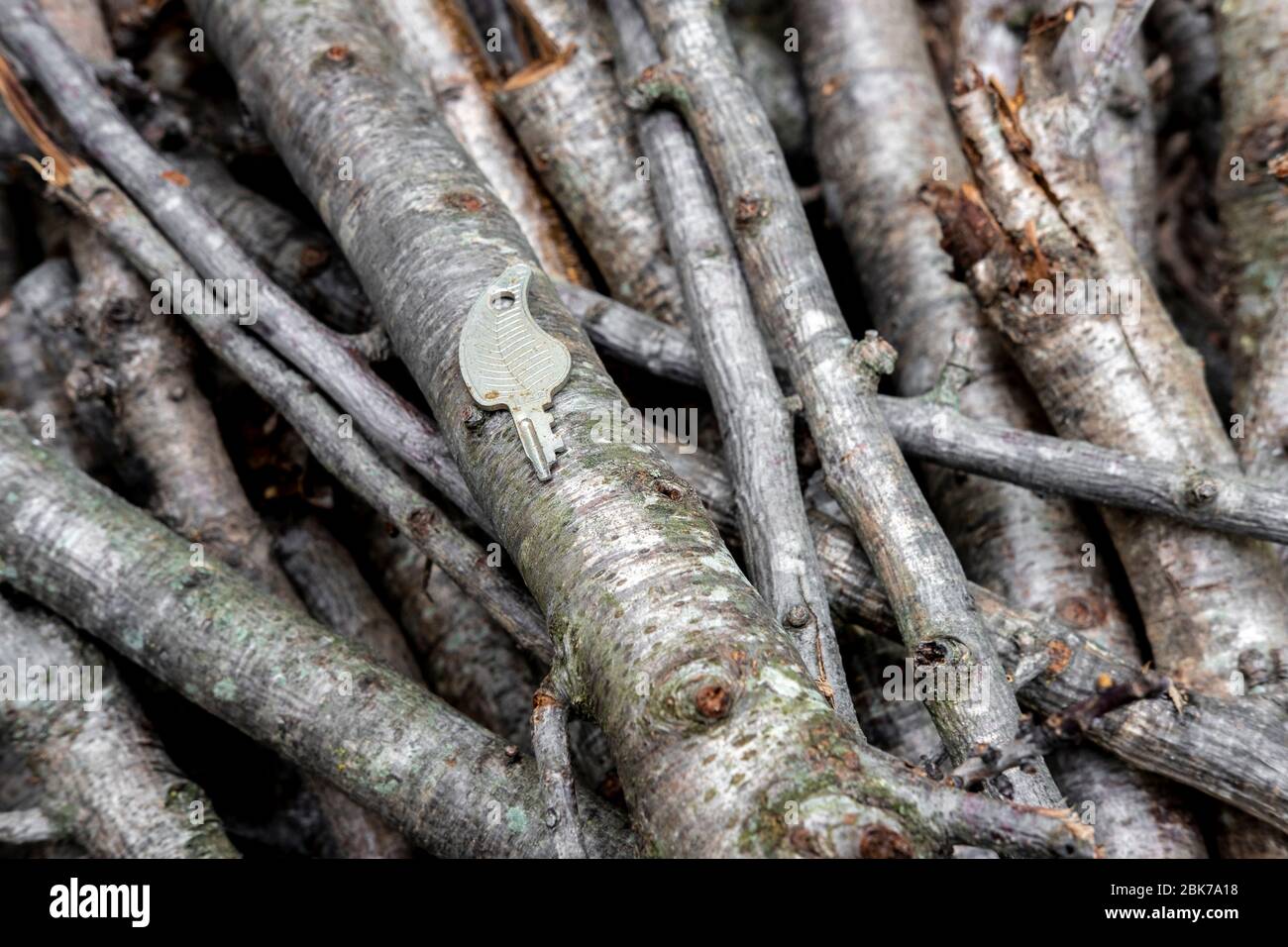 An old key between cut branches of a tree Stock Photo - Alamy