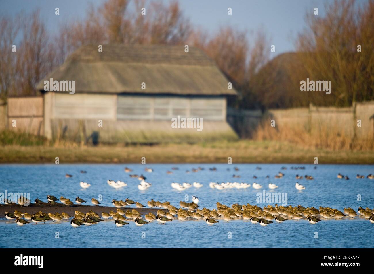 Waders including Golden Plover and Lapwing on Cley NWT Reserve Norfolk ...