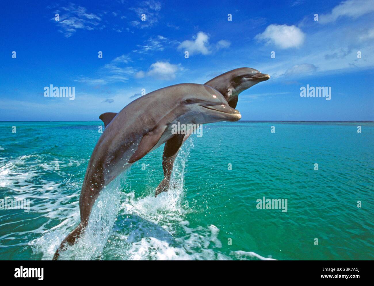 Bottlenose Dolphins, Tursiops truncatus Caribbean Stock Photo - Alamy