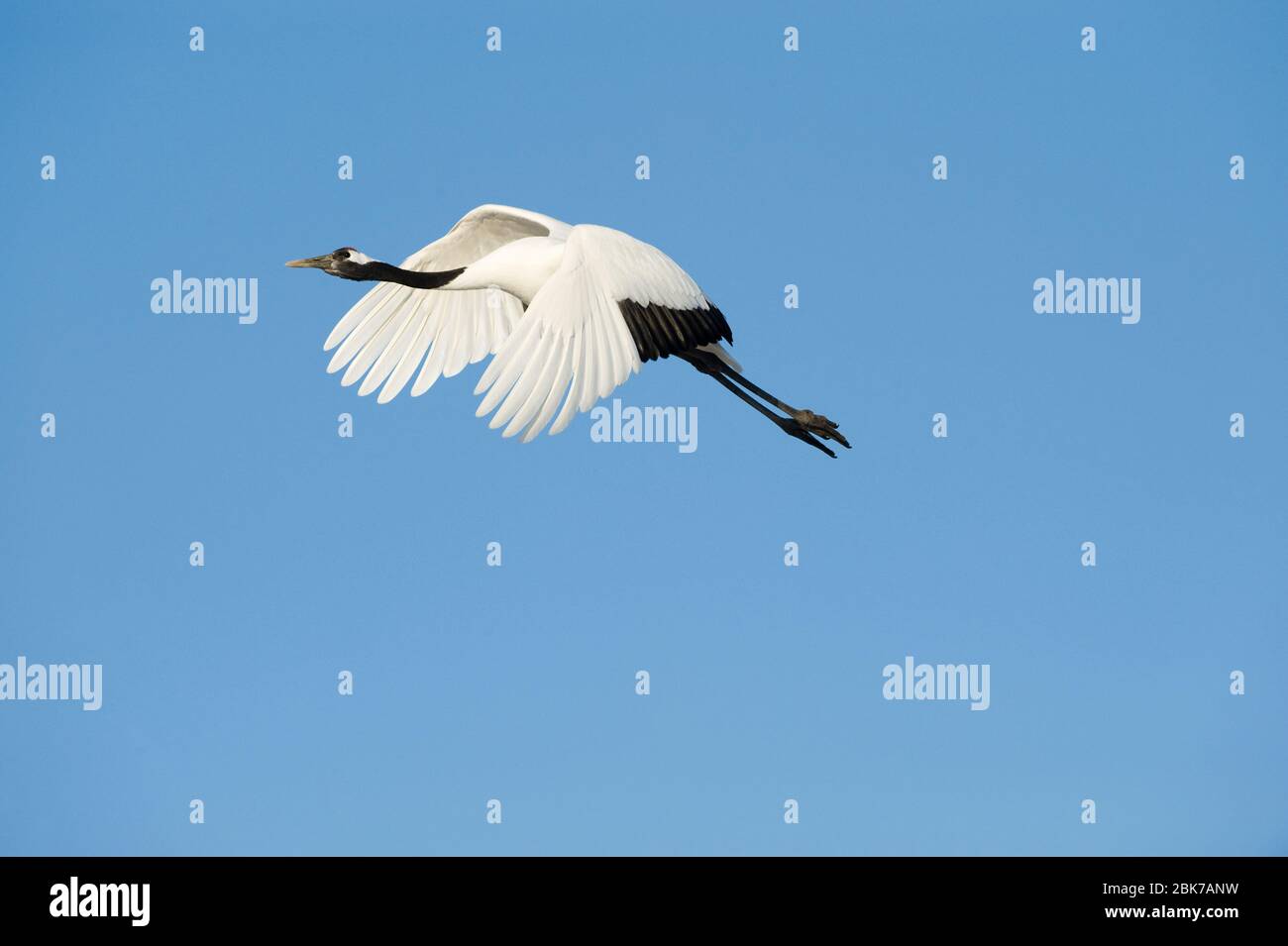 Flight fly flying crane japanese crane hi-res stock photography and ...