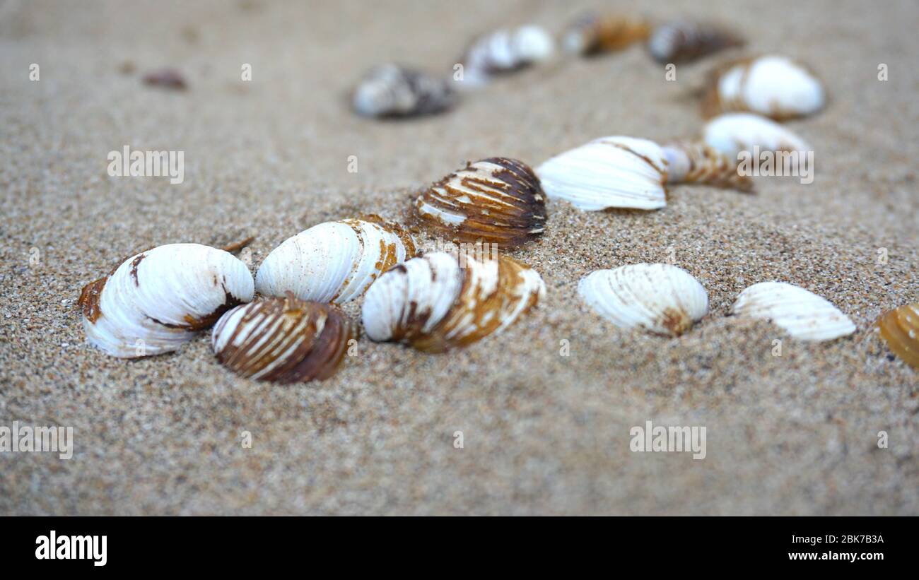 Shells lying in the sand, shells on the beach Stock Photo - Alamy