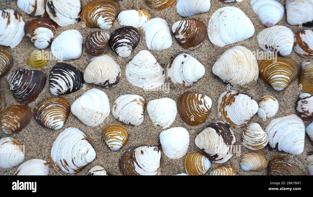 Shells lying in the sand, shells on the beach Stock Photo - Alamy